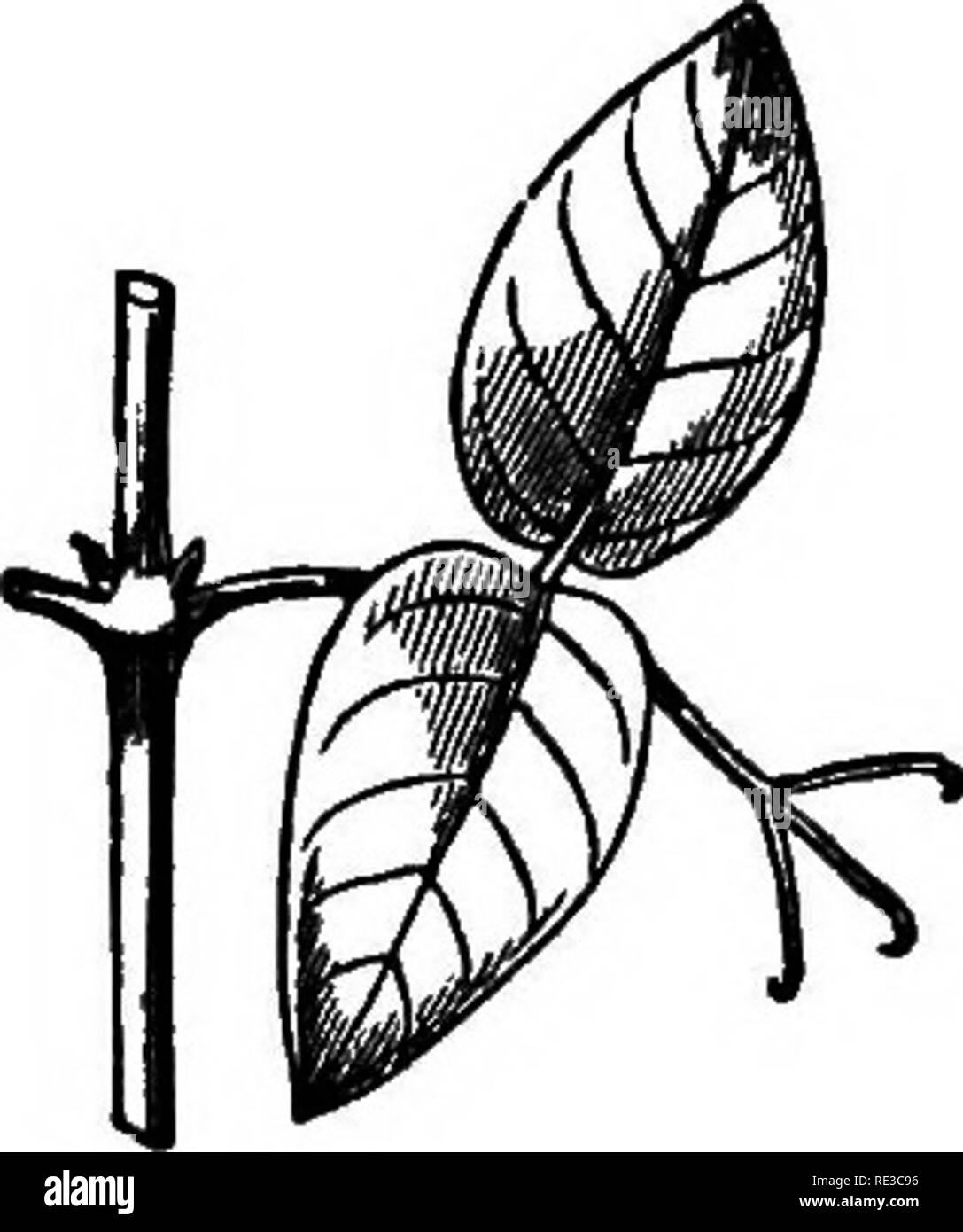 Root climbers Black and White Stock Photos & Images - Alamy