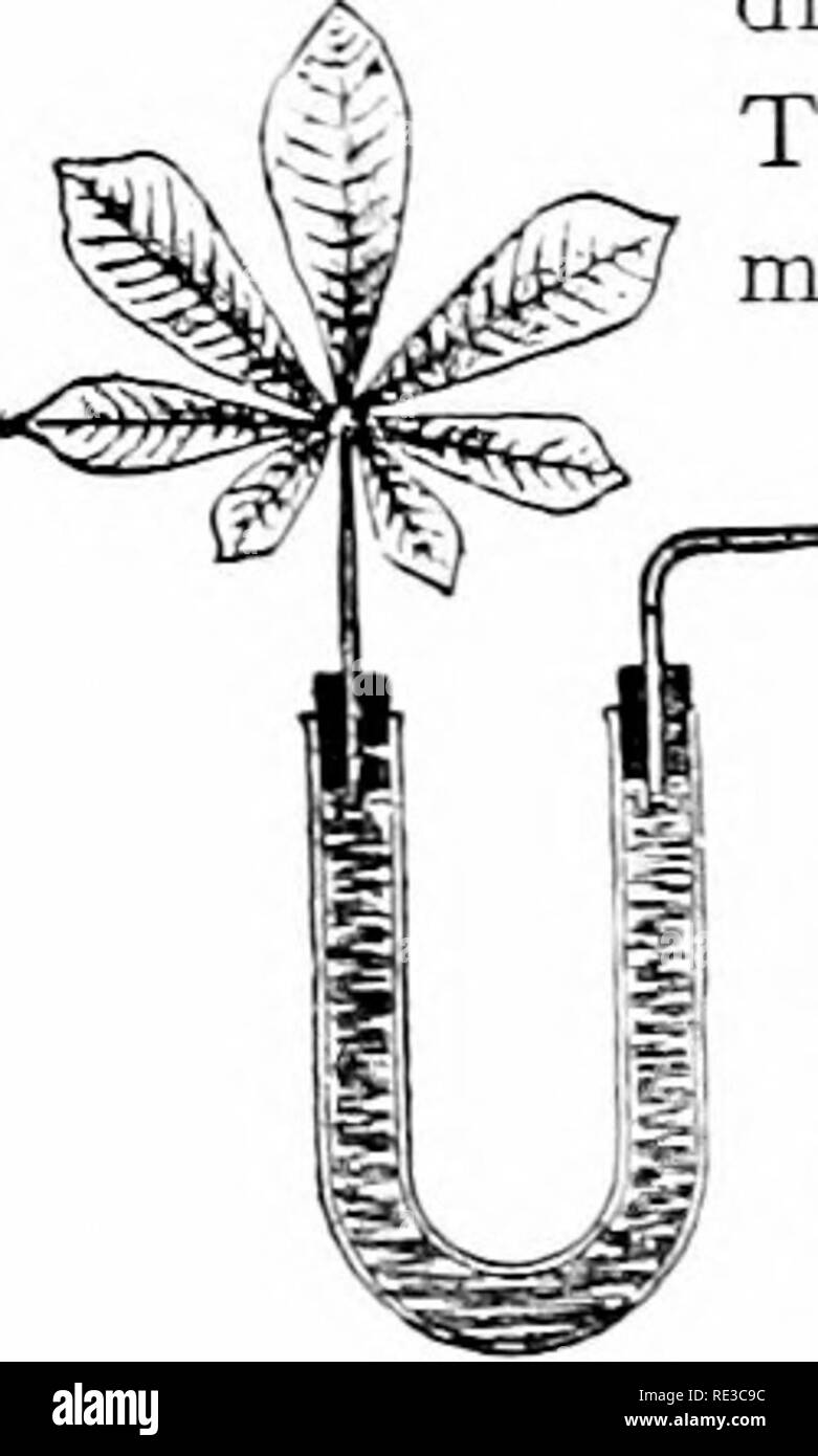 Transpiration Experiment High Resolution Stock Photography and Images ...