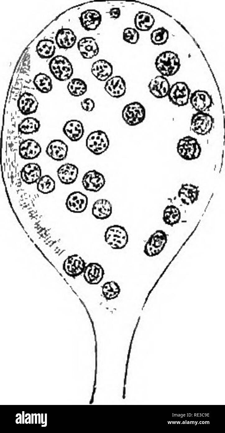 Spinous cell Black and White Stock Photos & Images - Alamy