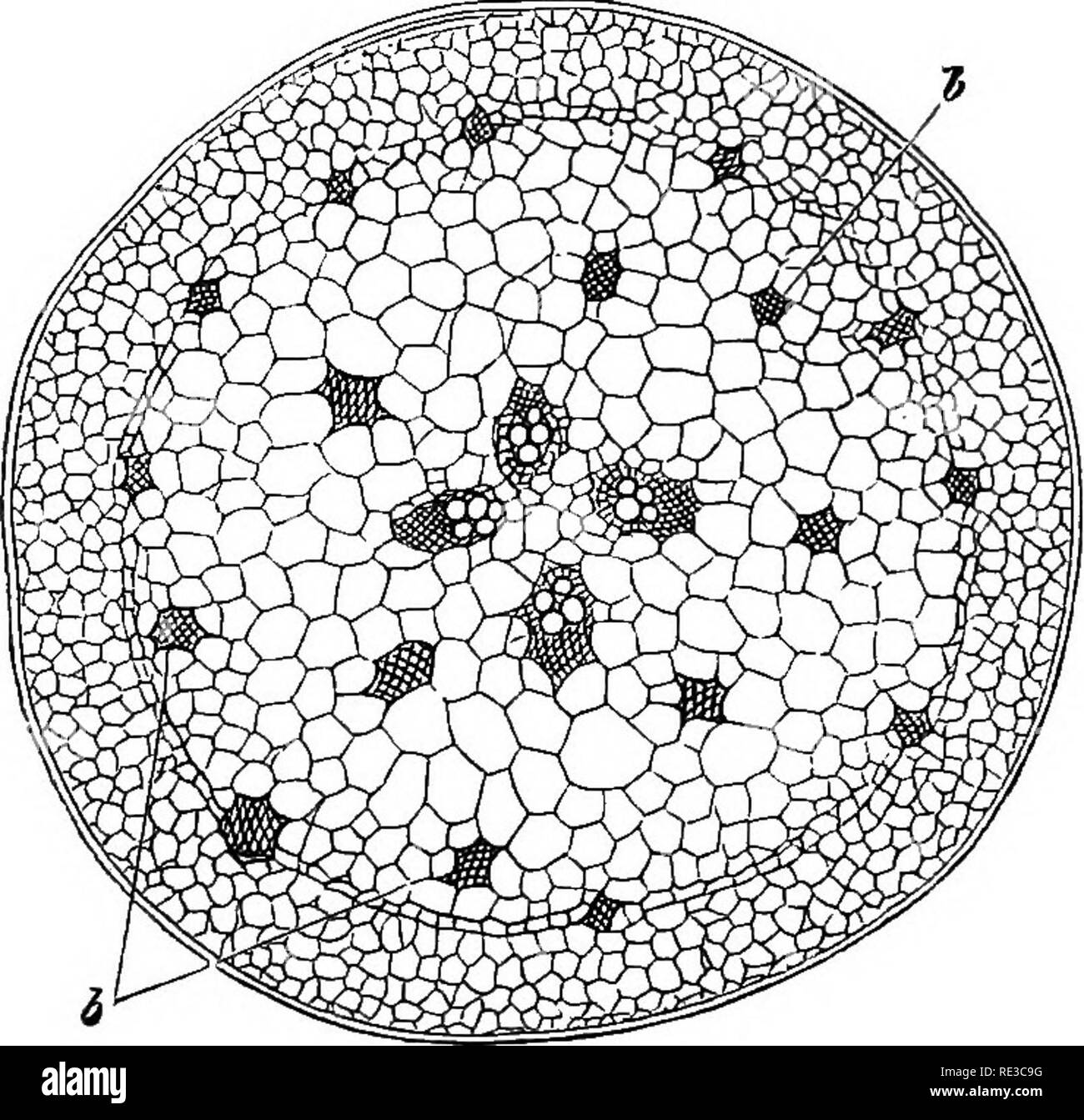 Tradescantia albiflora Black and White Stock Photos & Images - Alamy