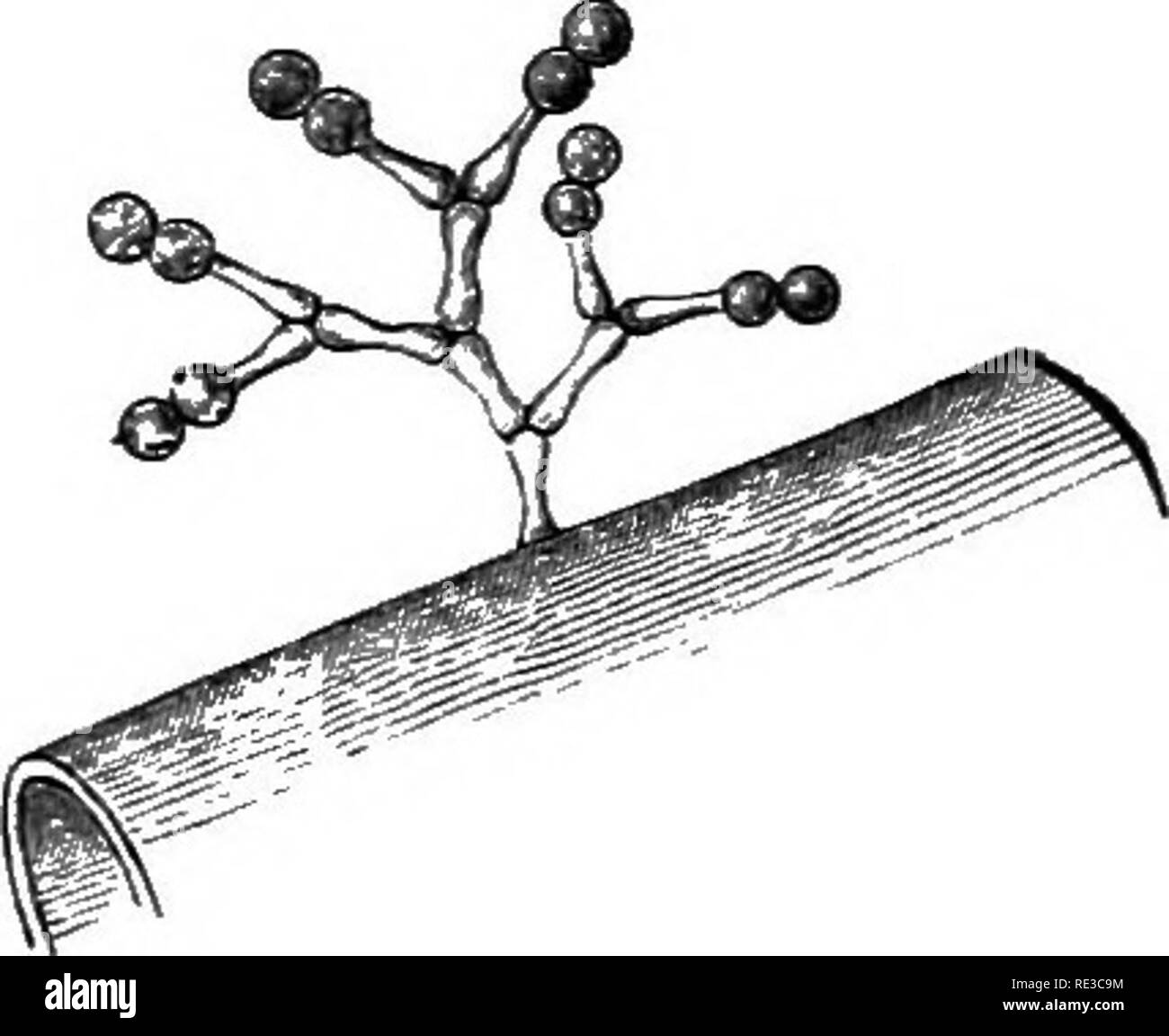 Chroococcaceae hi-res stock photography and images - Alamy