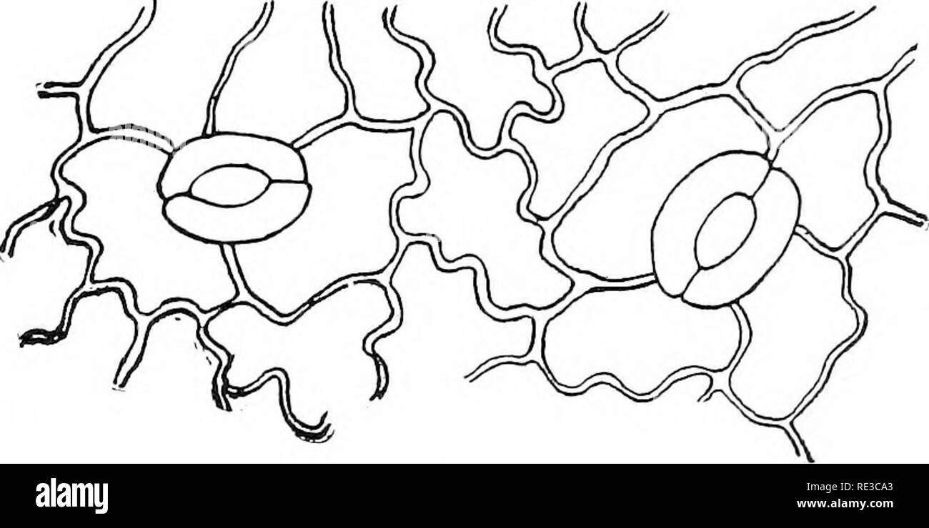 Epidermal Cells Guard Cells