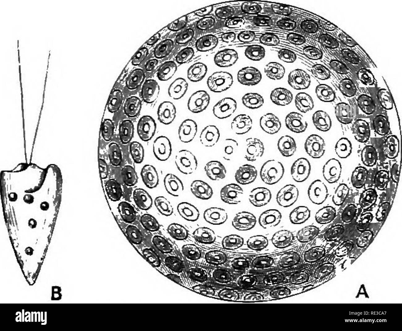 . A handbook of cryptogamic botany. Cryptogams. PROTOPHYTA Each cell ...