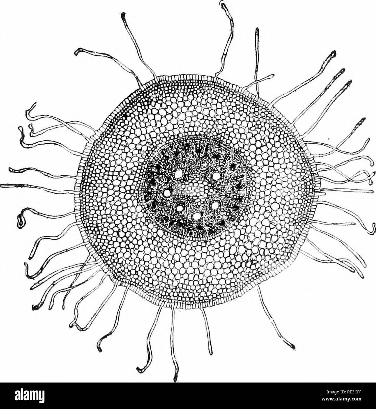 Nutrient solutions Black and White Stock Photos & Images - Alamy