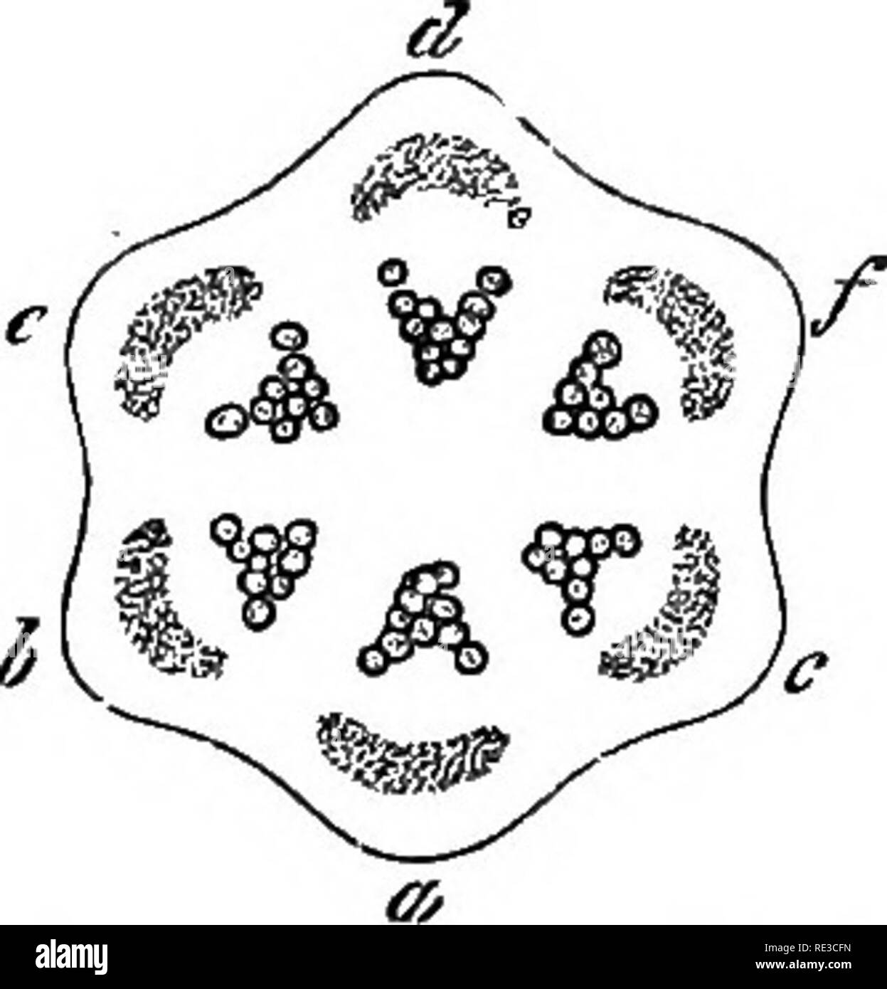 . Comparative anatomy of the vegetative organs of the phanerogams and ...
