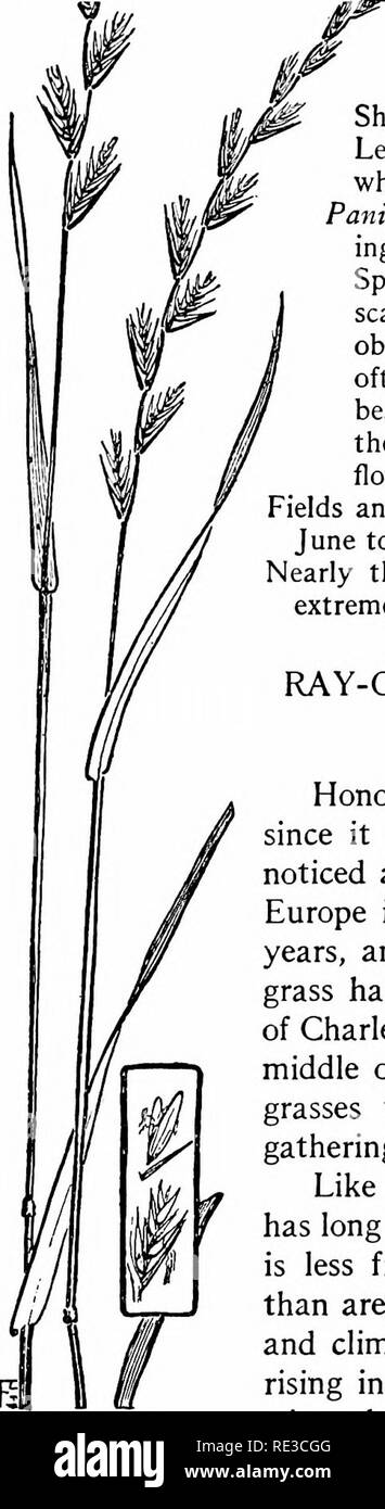 . The book of grasses; an illustrated guide to the common grasses, and ...