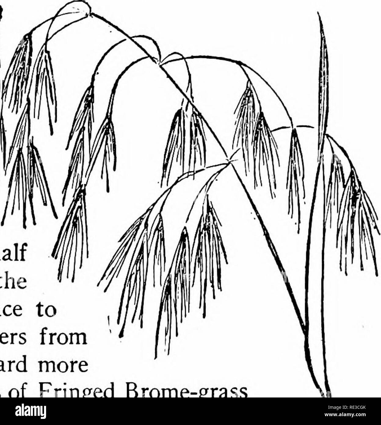 . The book of grasses; an illustrated guide to the common grasses, and ...