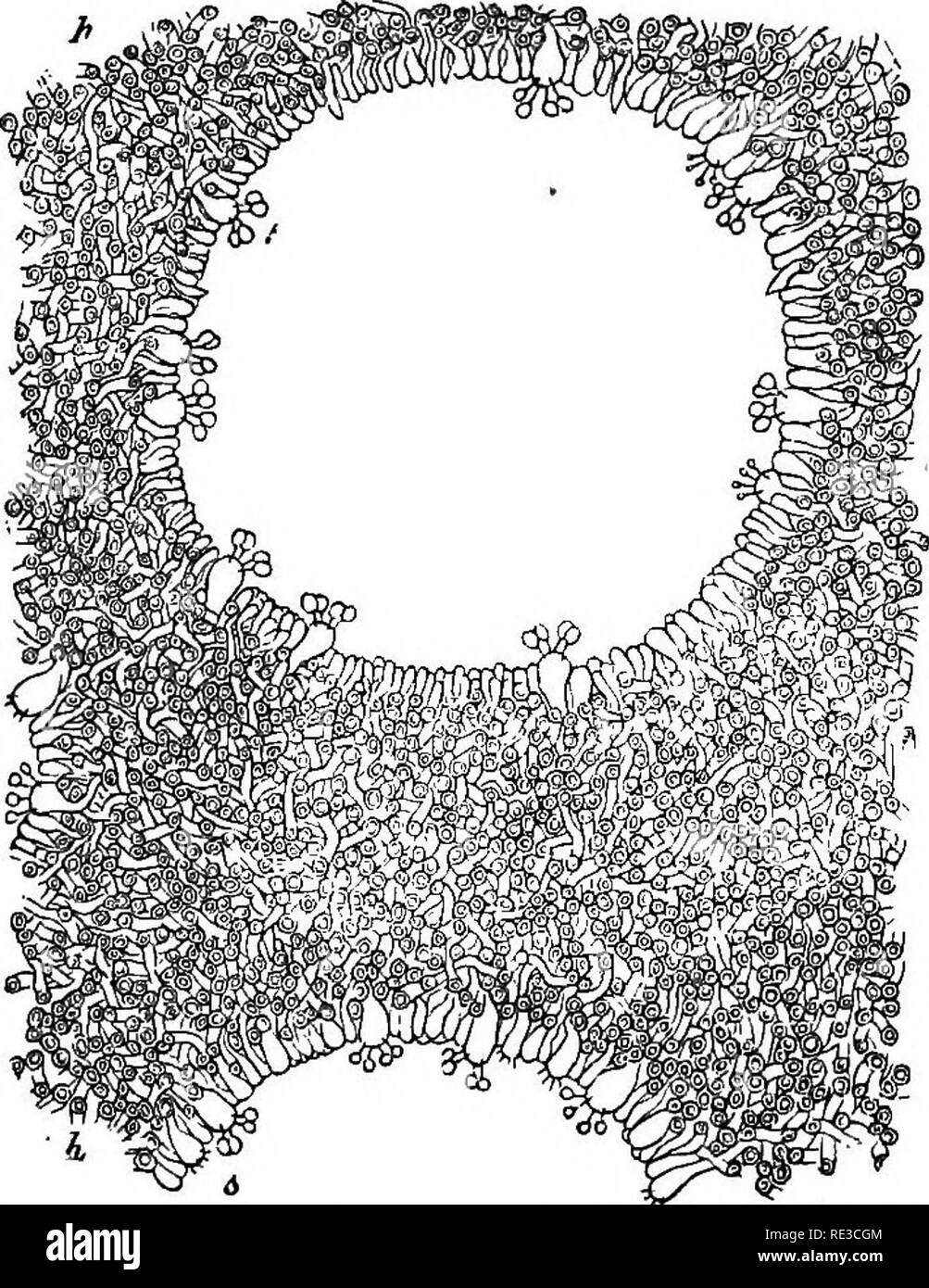 Bearing hymenium hi-res stock photography and images - Alamy