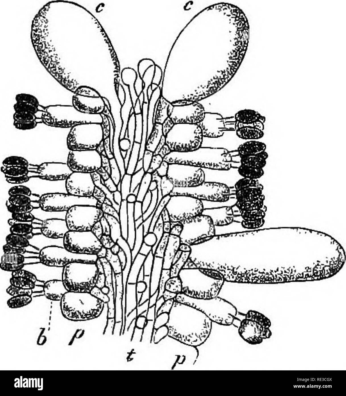 Bearing hymenium hi-res stock photography and images - Alamy