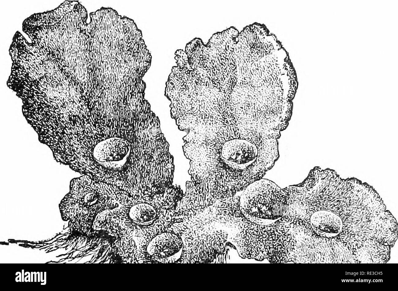 Root hair microscope Black and White Stock Photos & Images - Alamy