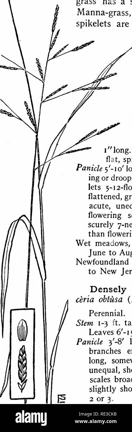 . The book of grasses; an illustrated guide to the common grasses, and ...