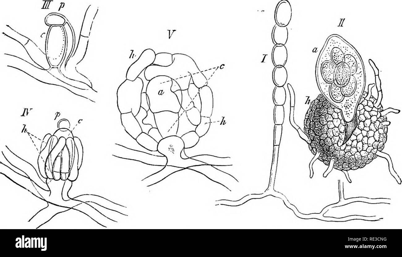 . A handbook of cryptogamic botany. Cryptogams. ASCOMYCETES 363 the ...