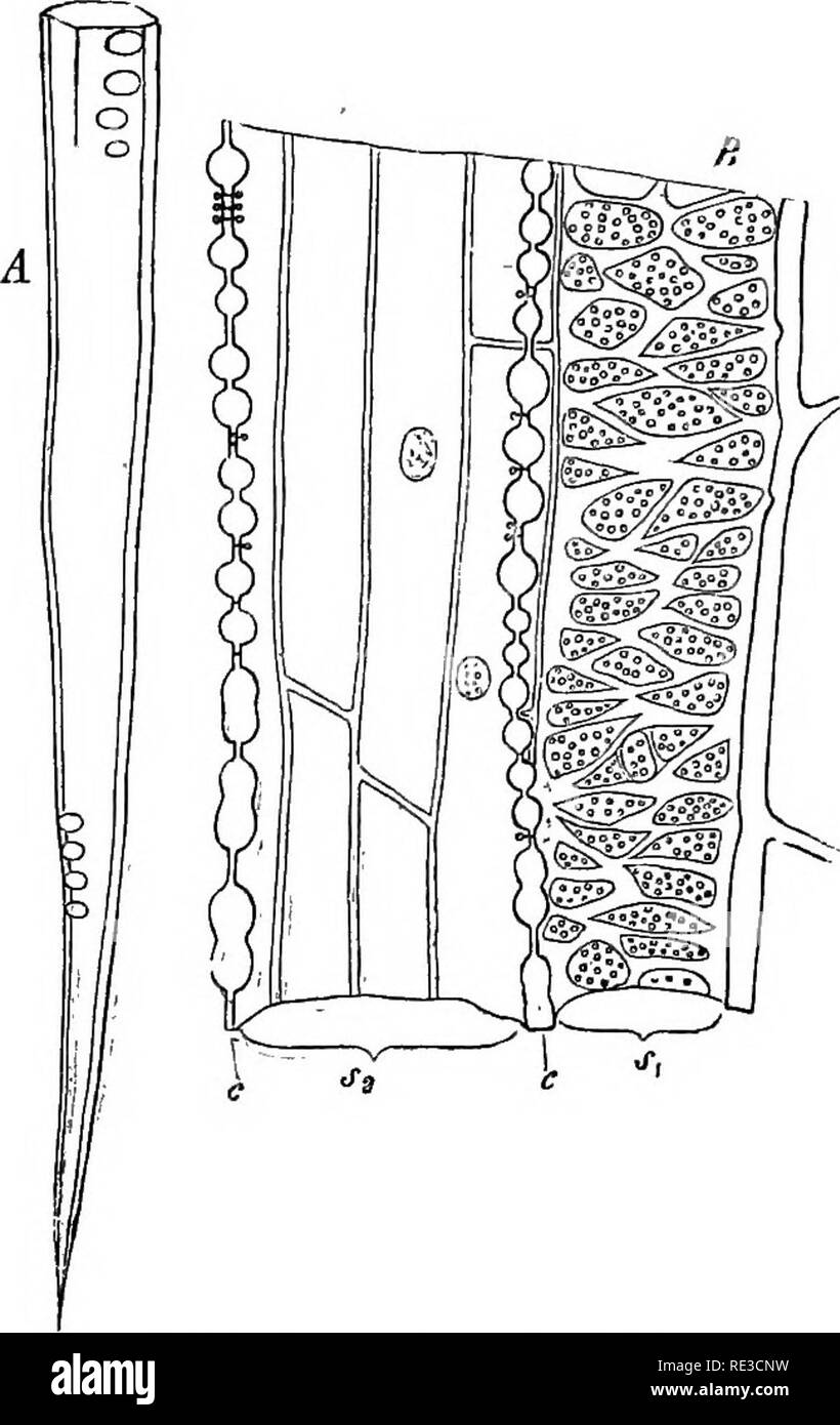 Narrow sieve Cut Out Stock Images & Pictures - Alamy