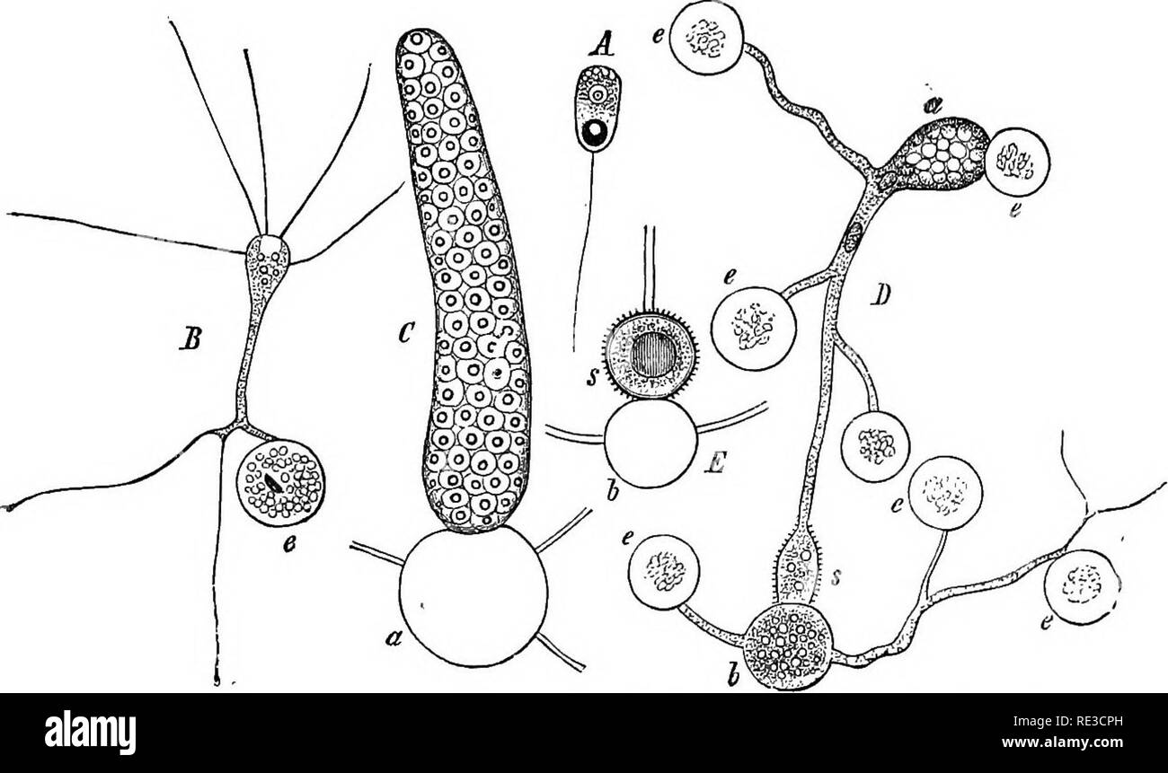 Zygomycetes hi-res stock photography and images - Alamy
