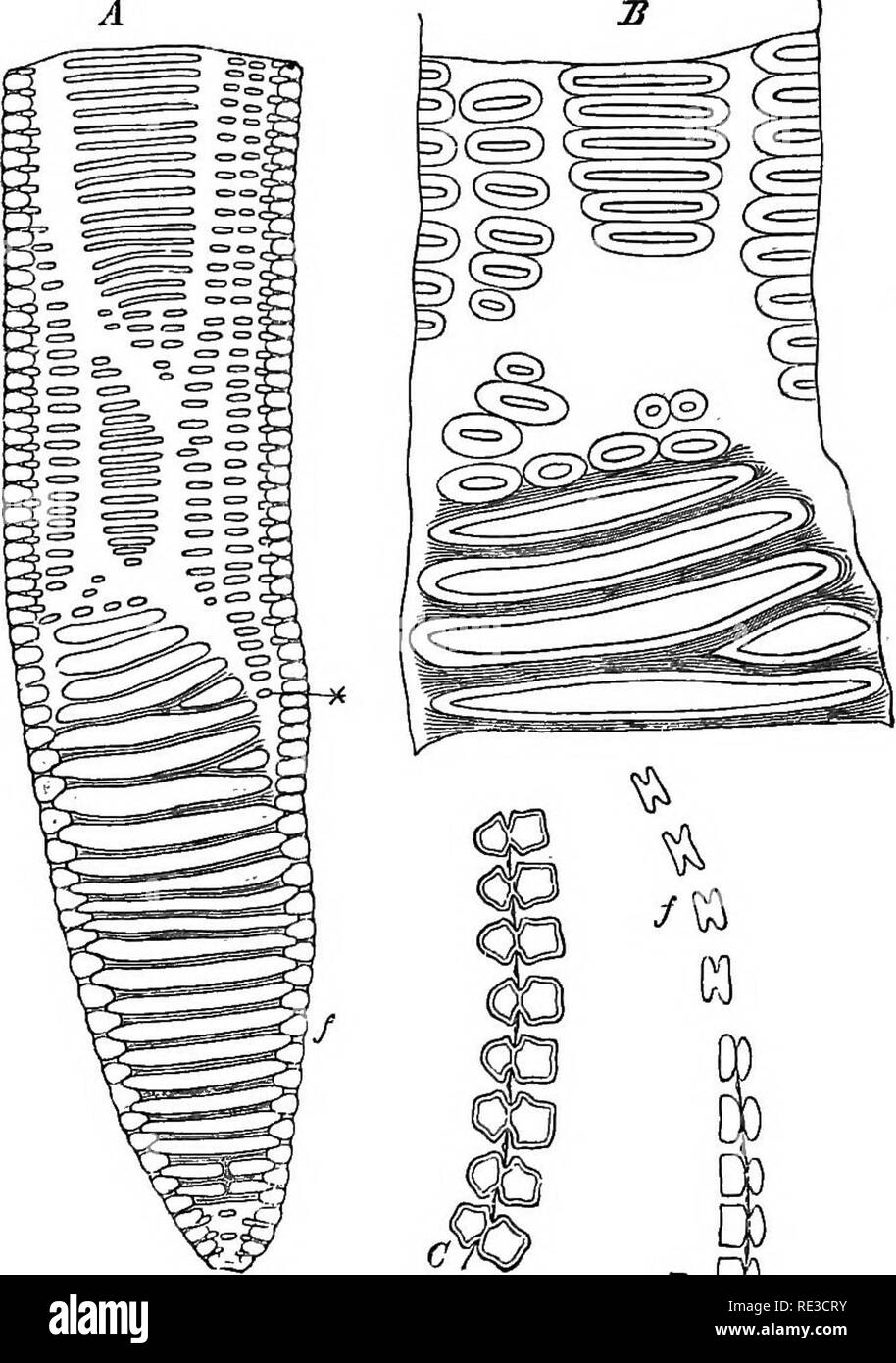 . Comparative anatomy of the vegetative organs of the phanerogams and ...