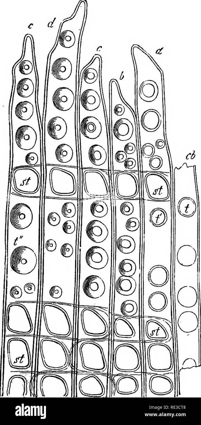 Bordered pits Black and White Stock Photos & Images - Alamy