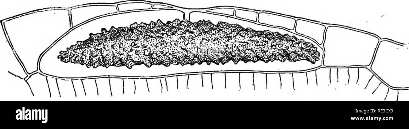 Cystolith hi-res stock photography and images - Alamy