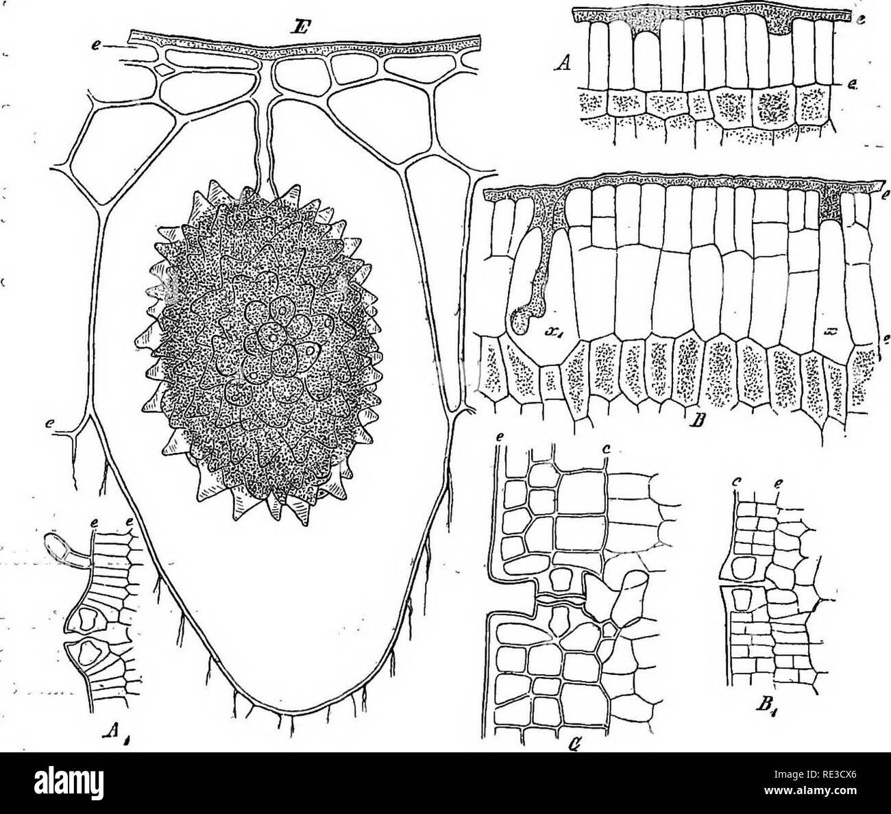 . Comparative anatomy of the vegetative organs of the phanerogams and ...