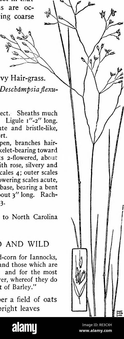 . The book of grasses; an illustrated guide to the common grasses, and ...