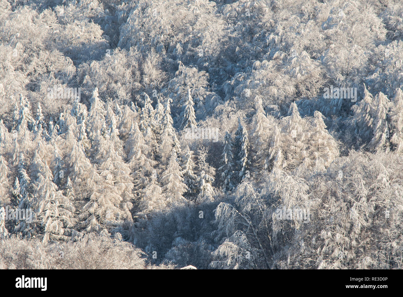 Beautiful snowy forest in the mountains. Winter landscape of the ...