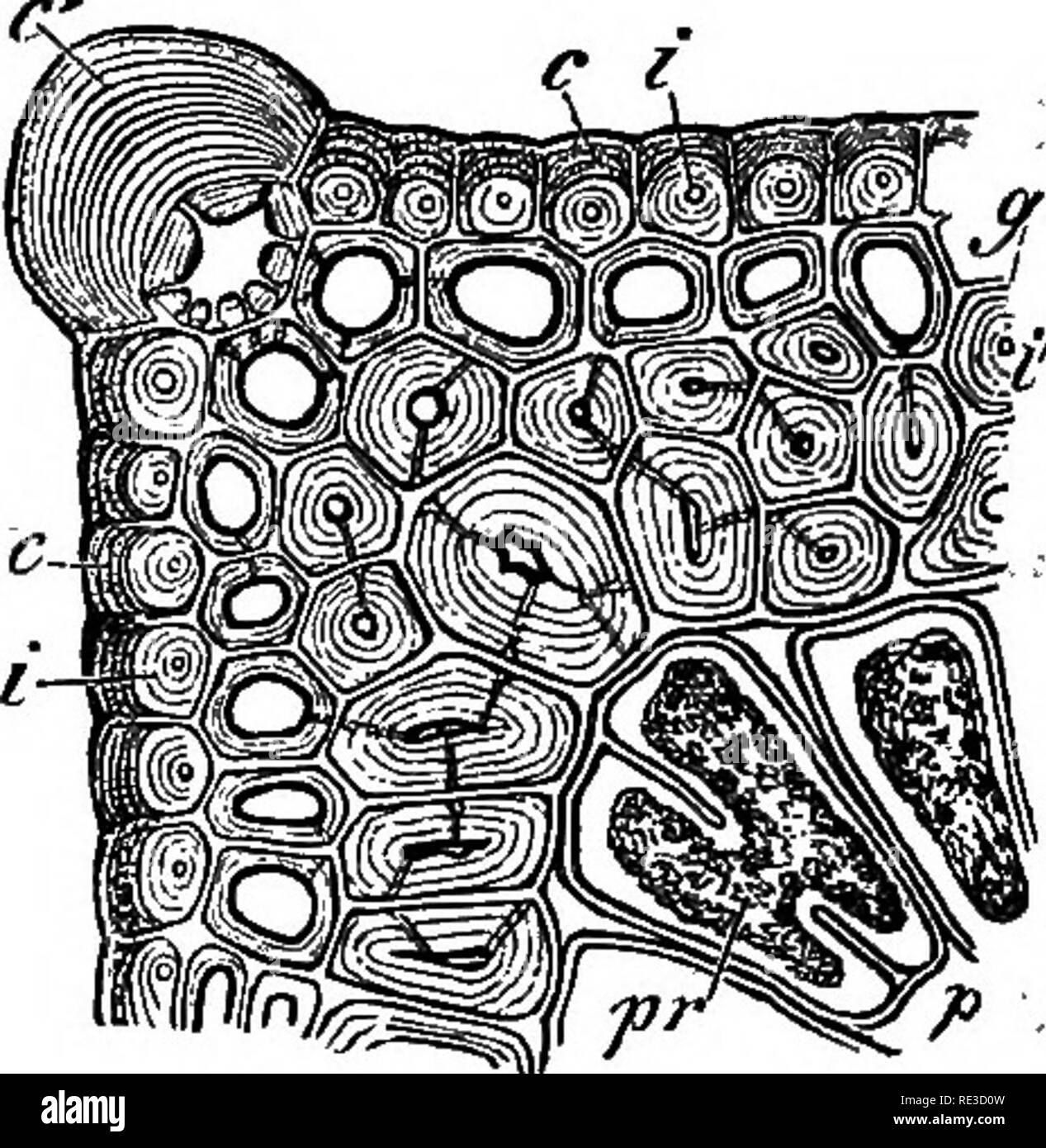 . Comparative anatomy of the vegetative organs of the phanerogams and ...