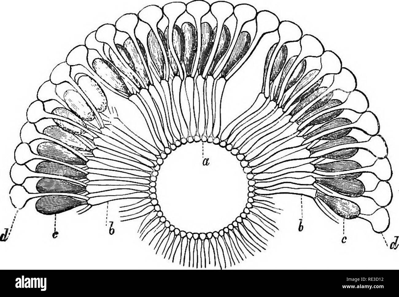 . A handbook of cryptogamic botany. Cryptogams. Fig. 253.—Dasycladjis ...