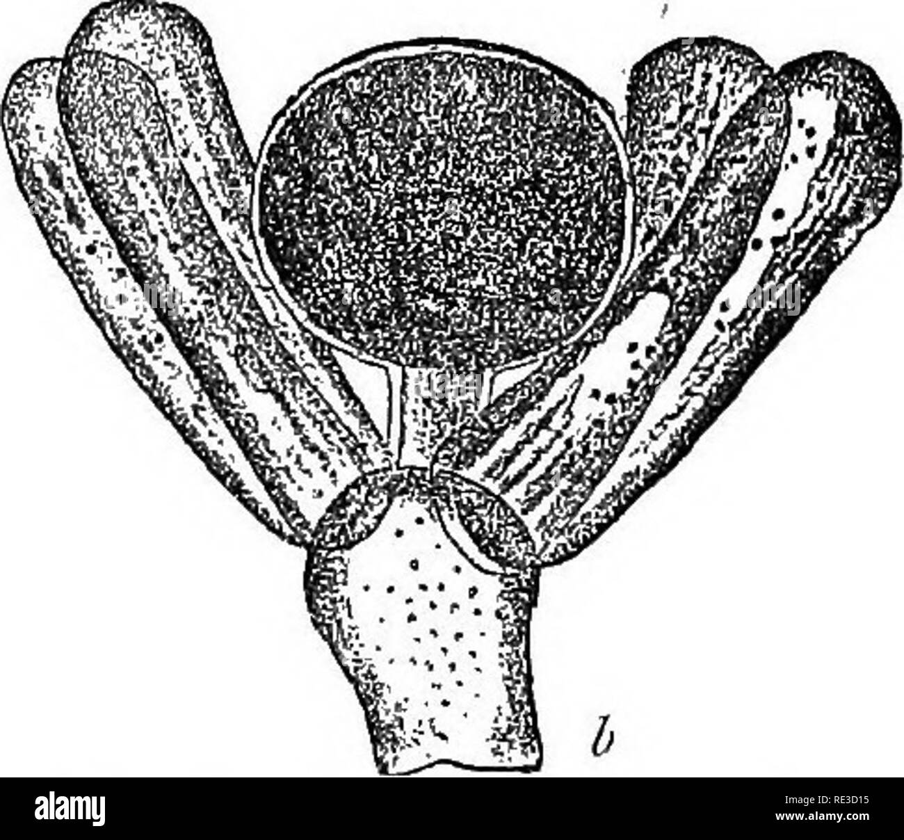 Tabularia hi-res stock photography and images - Alamy