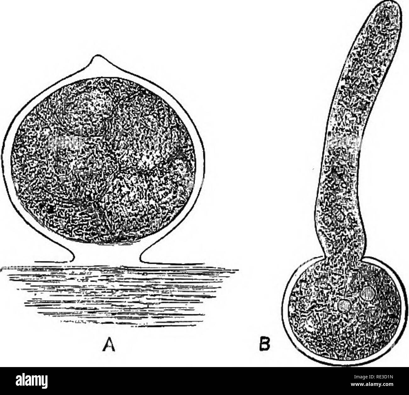 Horns curved backwards Black and White Stock Photos & Images - Alamy