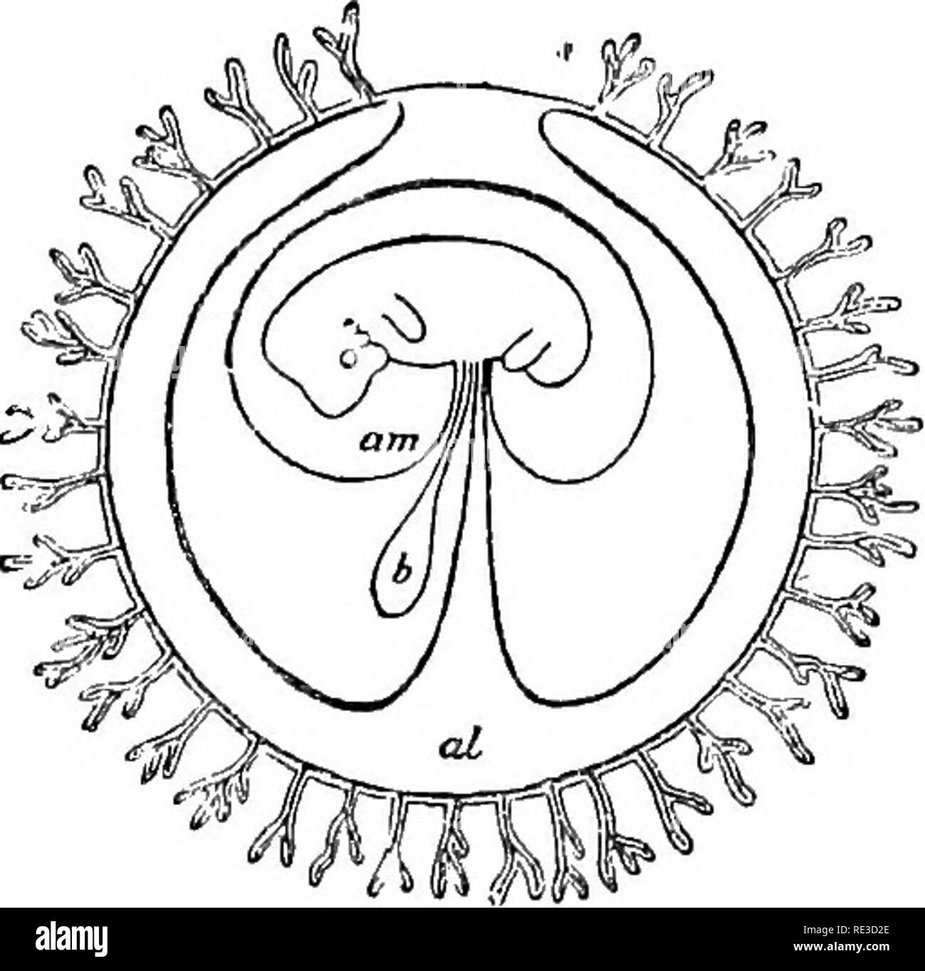 Seal placenta hi-res stock photography and images - Alamy