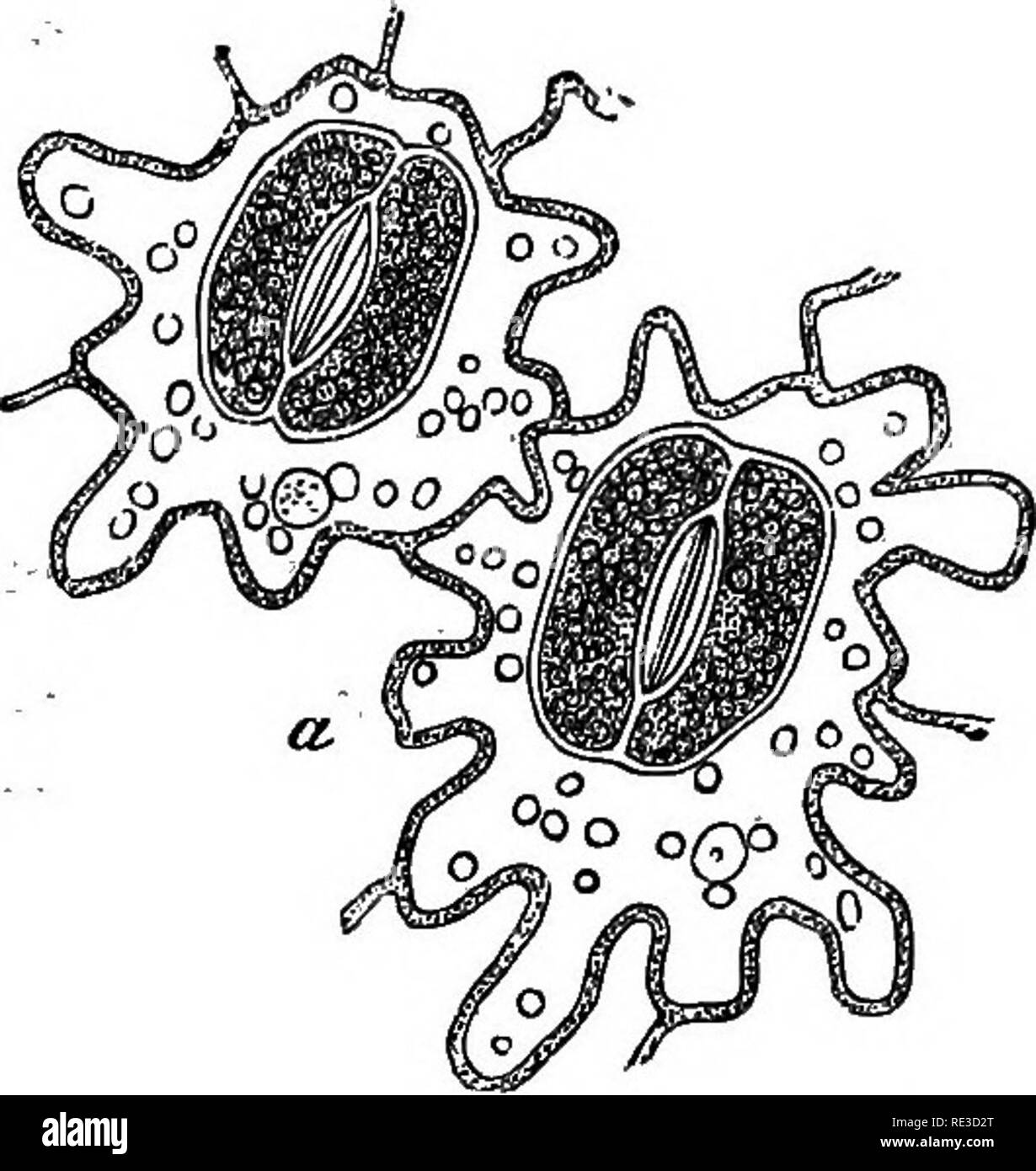 . Comparative anatomy of the vegetative organs of the phanerogams and ...