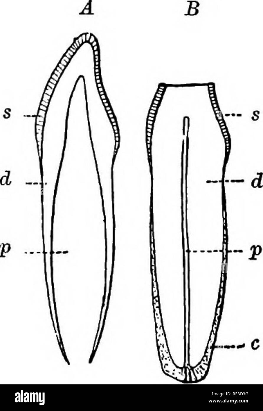Chisel shaped Black and White Stock Photos & Images - Alamy