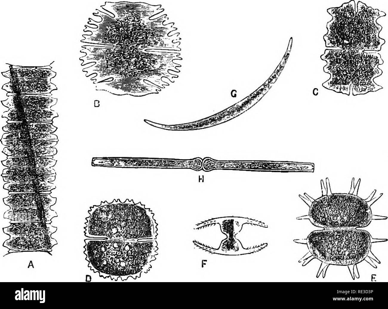 . A handbook of cryptogamic botany. Cryptogams. CONJUGA TJE 269 the ...