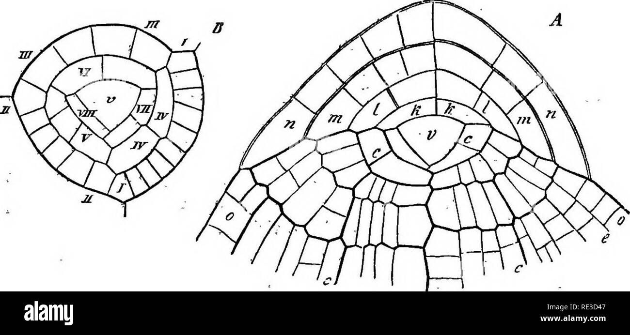 Transverse section of a plant root hi-res stock photography and images ...