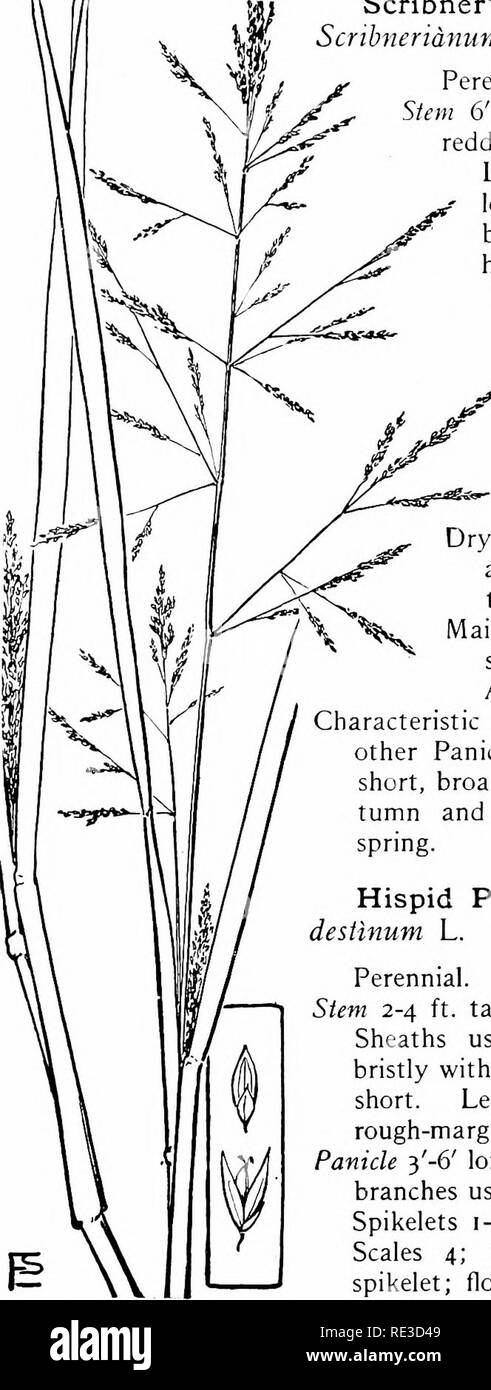 . The book of grasses; an illustrated guide to the common grasses, and ...