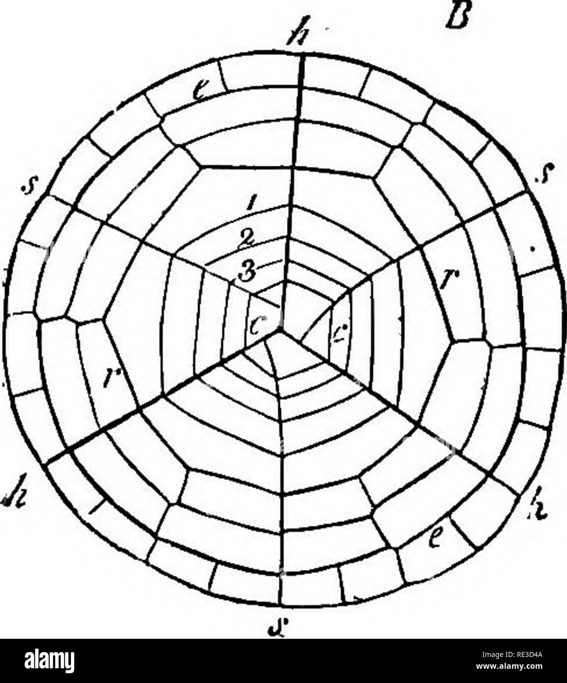 Transverse section of a plant root hi-res stock photography and images ...