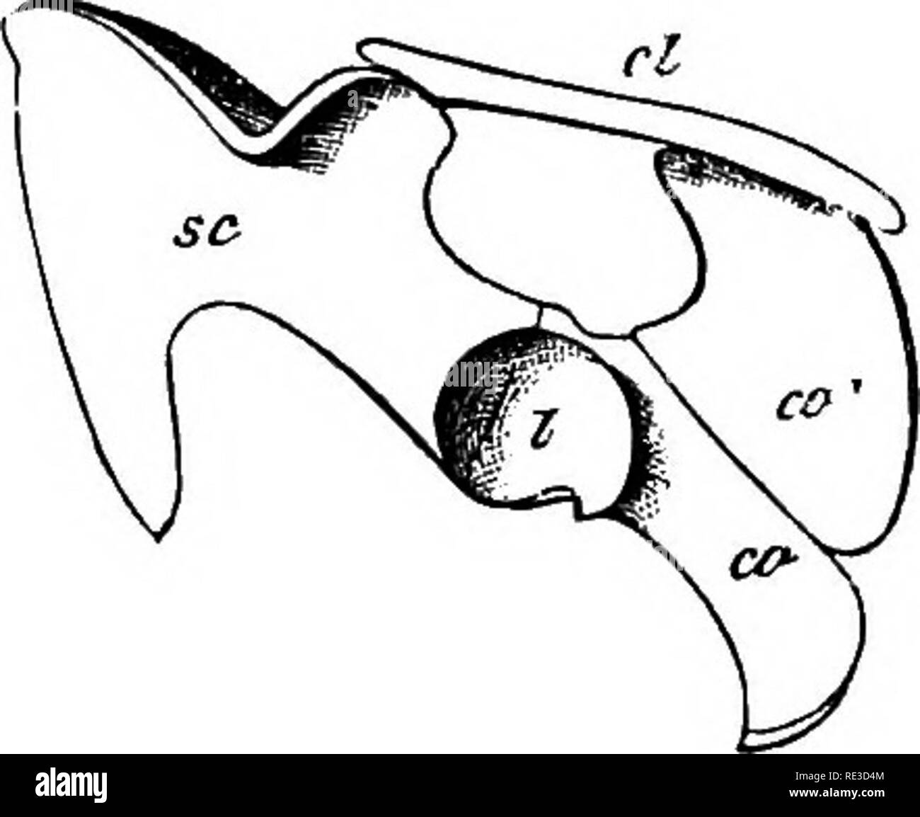 . Text book of zoology. Zoology. Class 6. Mammalia. 477 and posterior ...