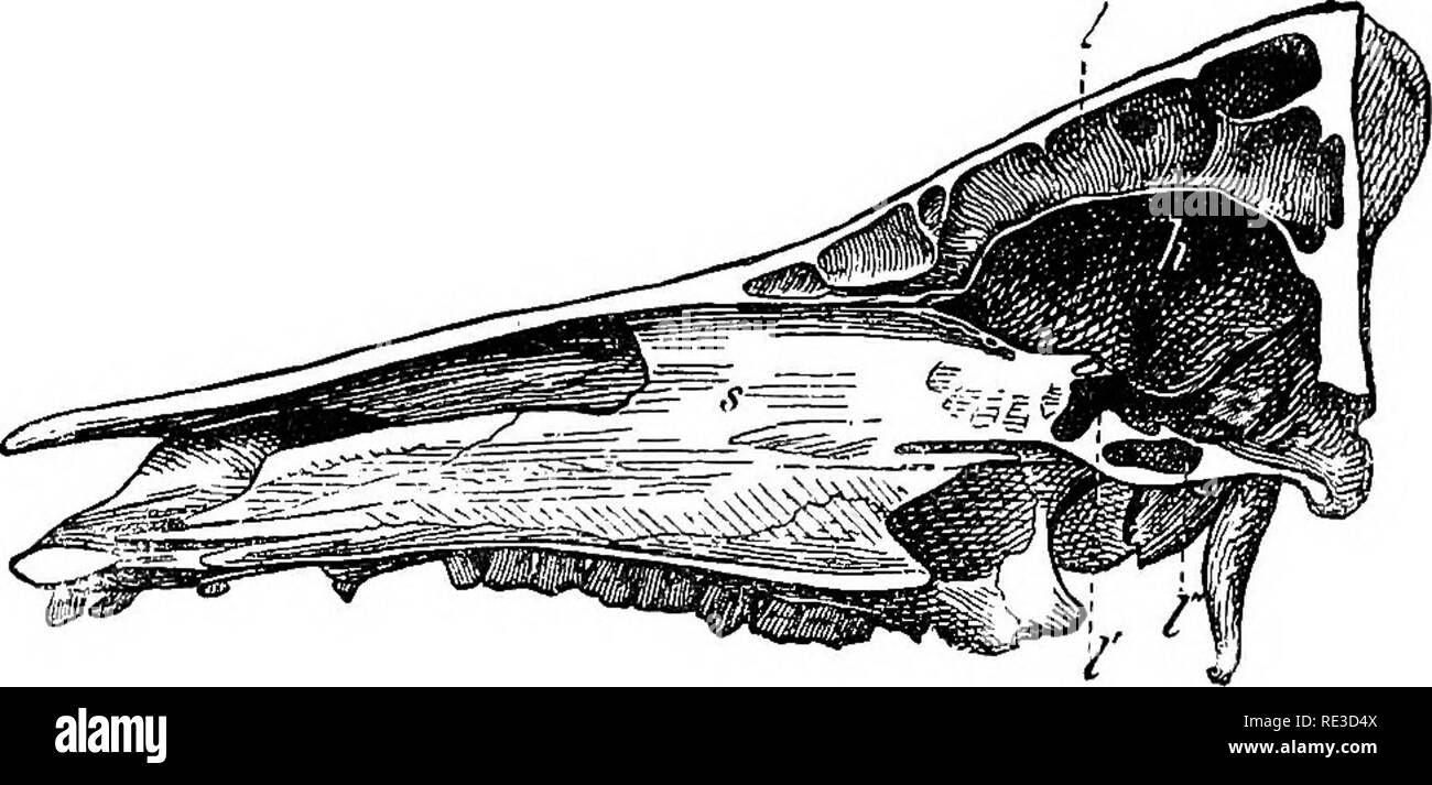 . Text book of zoology. Zoology. Glass 6. Mammalia. 475 (hard palate ...