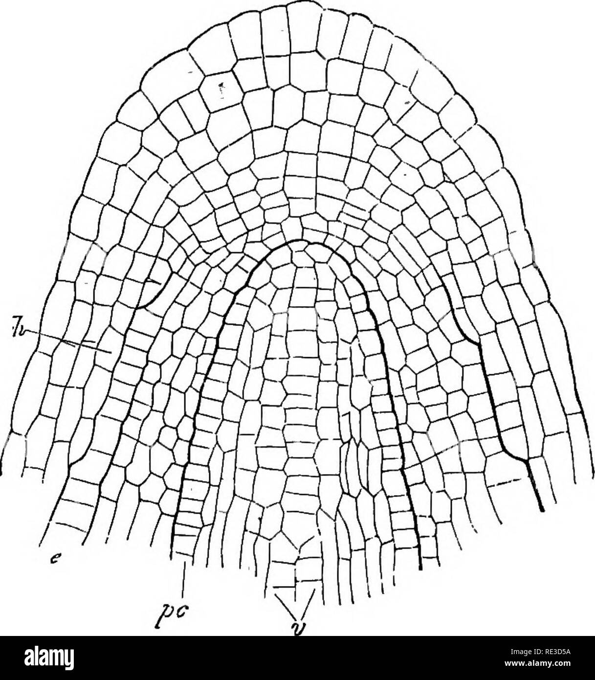 . Comparative anatomy of the vegetative organs of the phanerogams and ...
