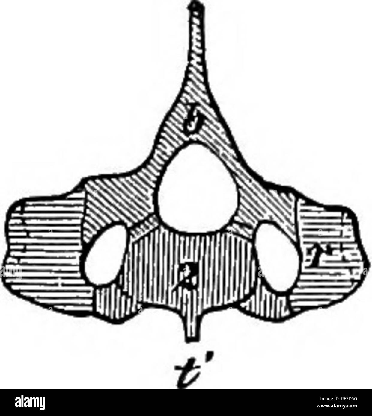 . Text book of zoology. Zoology. Pig. 383. Axis of a yoimg Platypus ...