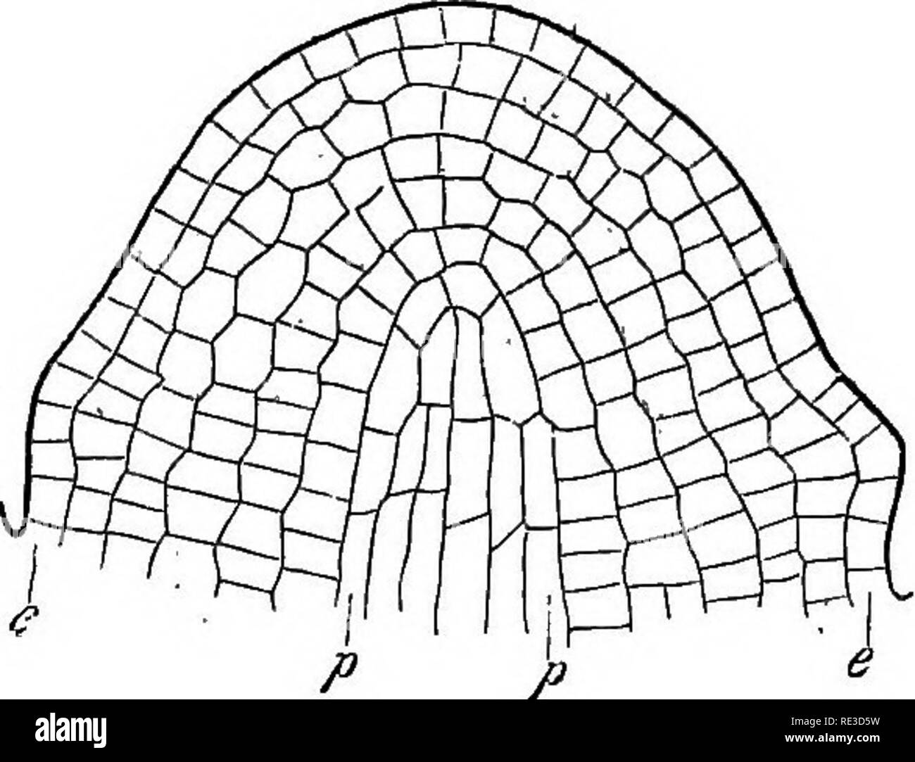Lateral stems hi-res stock photography and images - Alamy
