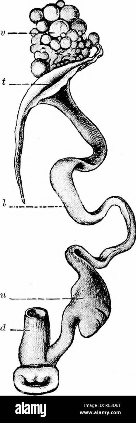 Avian breeding biology Black and White Stock Photos & Images - Alamy