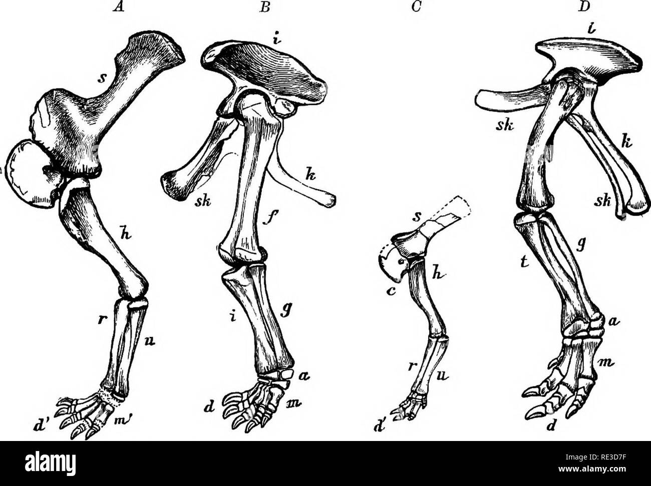 Thick hind legs Black and White Stock Photos & Images - Alamy