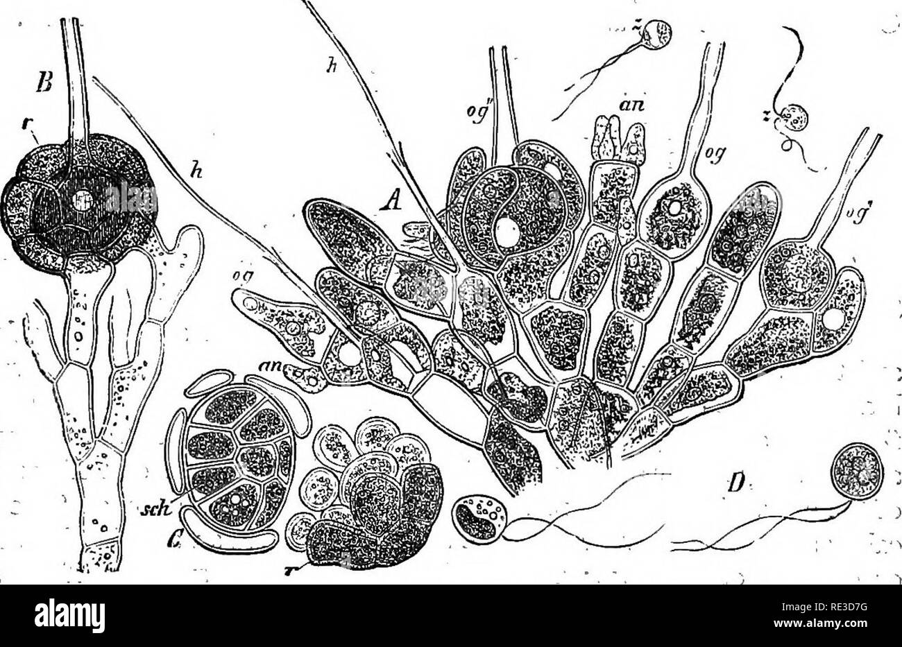 Slender ovoid Black and White Stock Photos & Images - Alamy