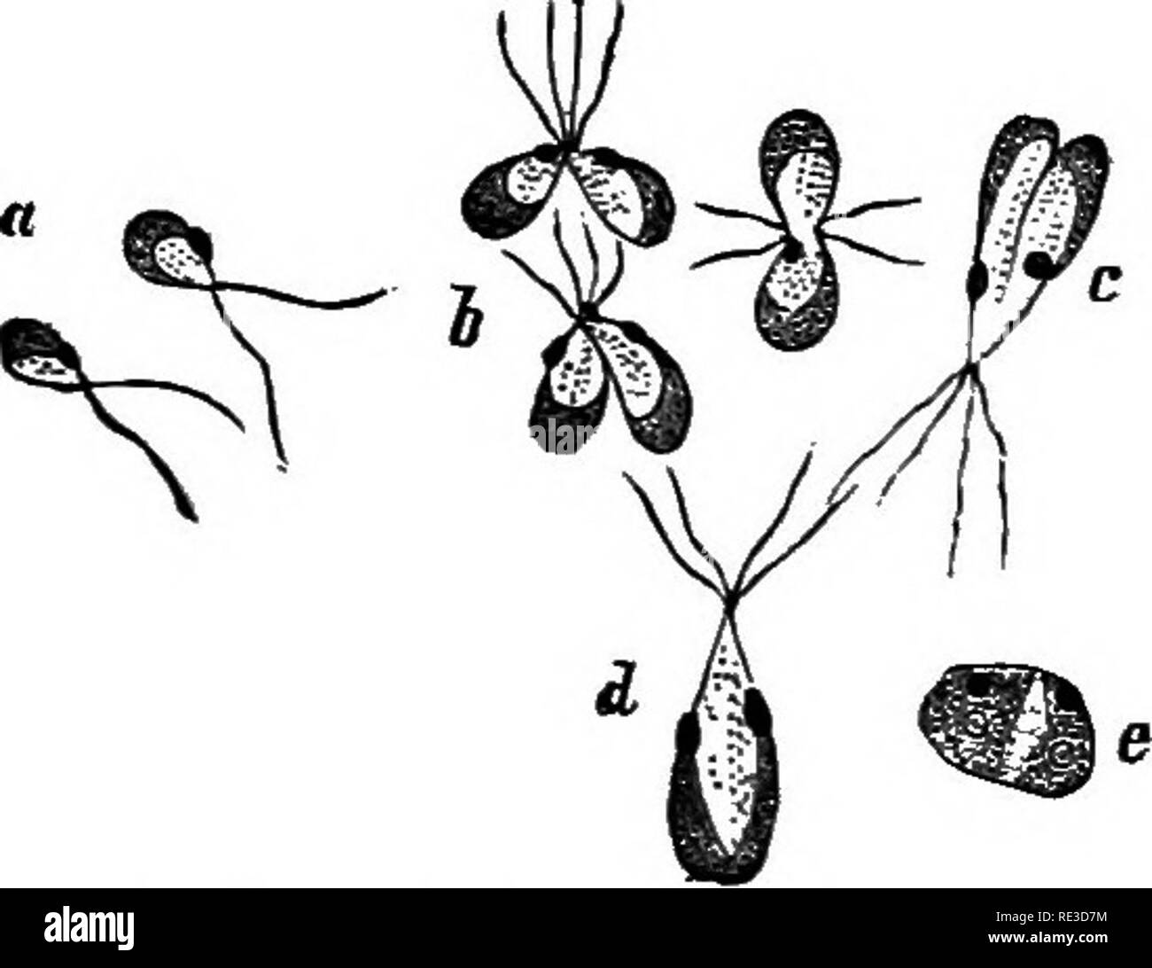 Enteromorpha Black and White Stock Photos & Images - Alamy