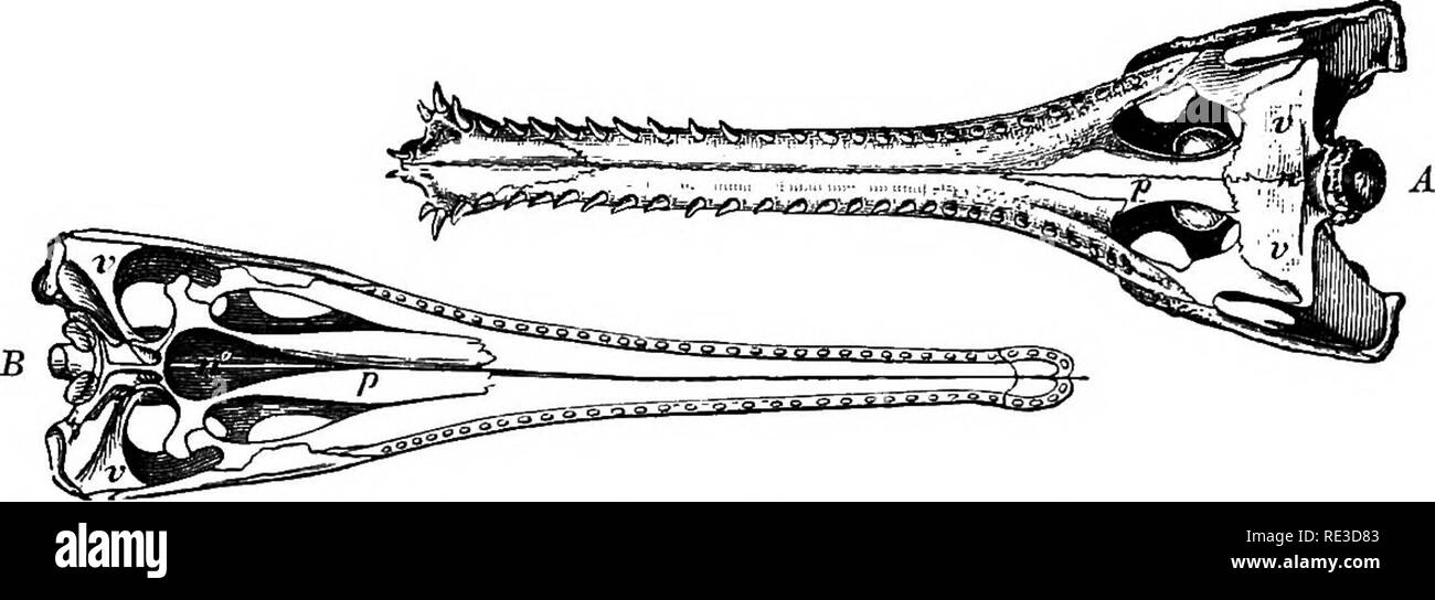 Internal nares hi-res stock photography and images - Alamy