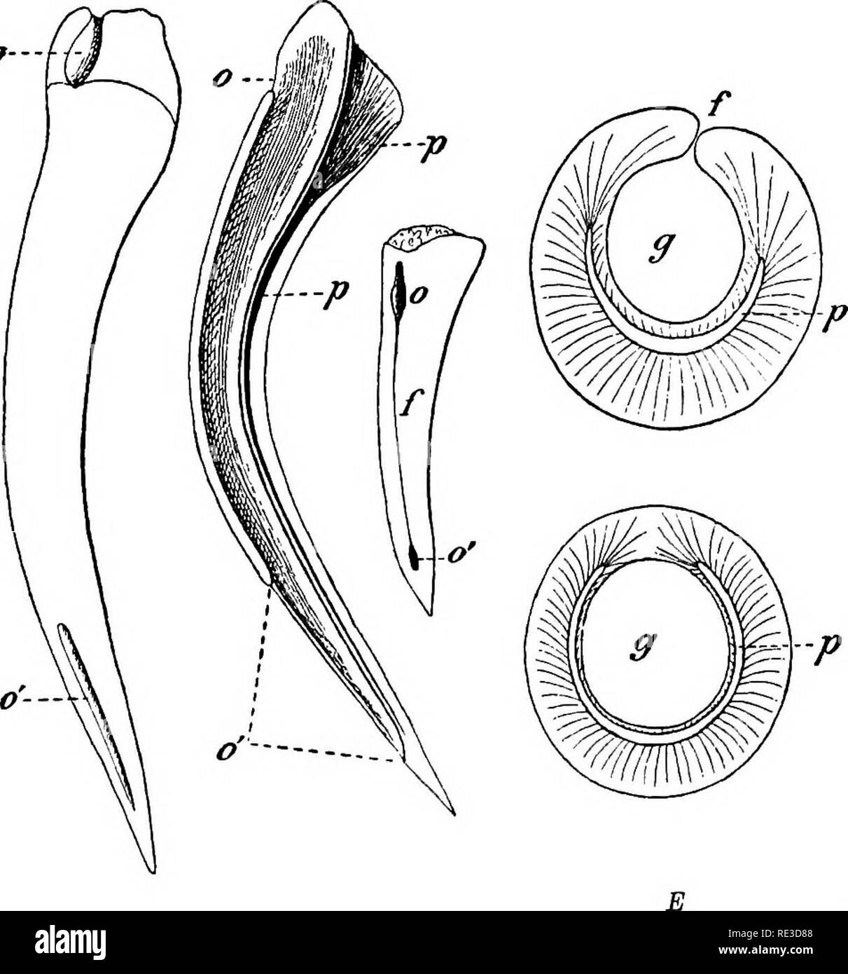 . Text book of zoology. Zoology. Class 4. Beptilia. Order 2. Ophidia ...