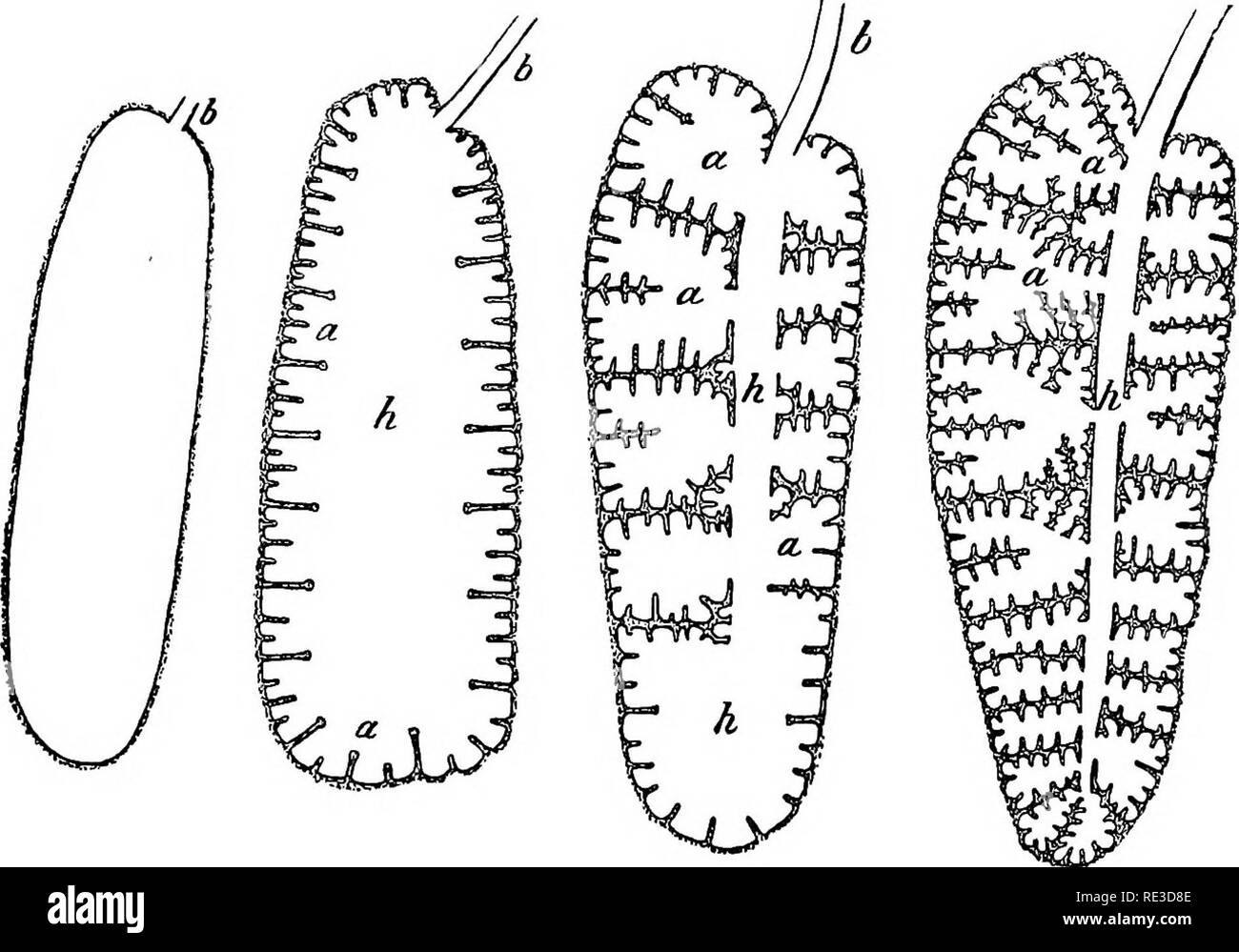 Chelonia crocodilia hi-res stock photography and images - Alamy