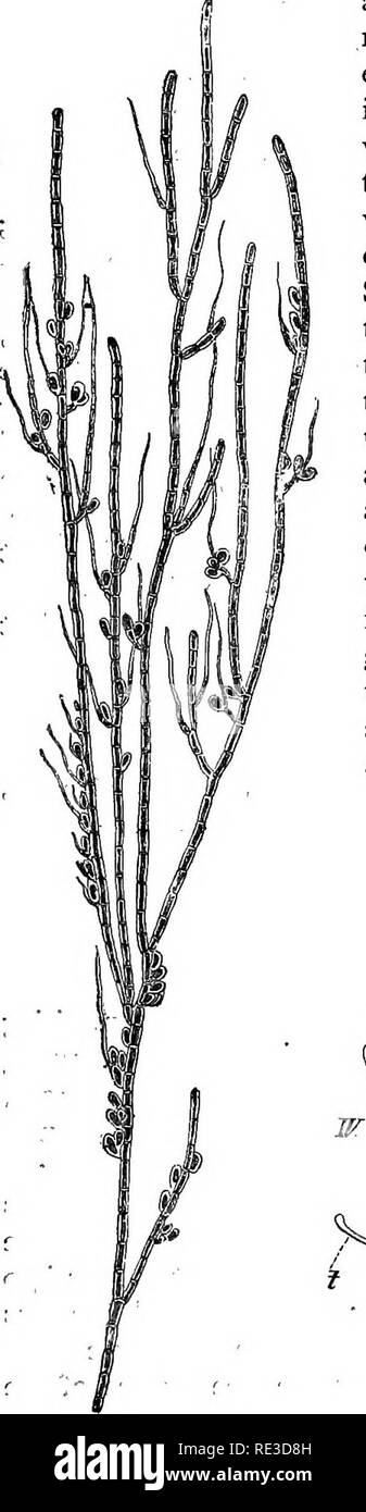 . A handbook of cryptogamic botany. Cryptogams. FLORmJ^JE â 213. apidal ...