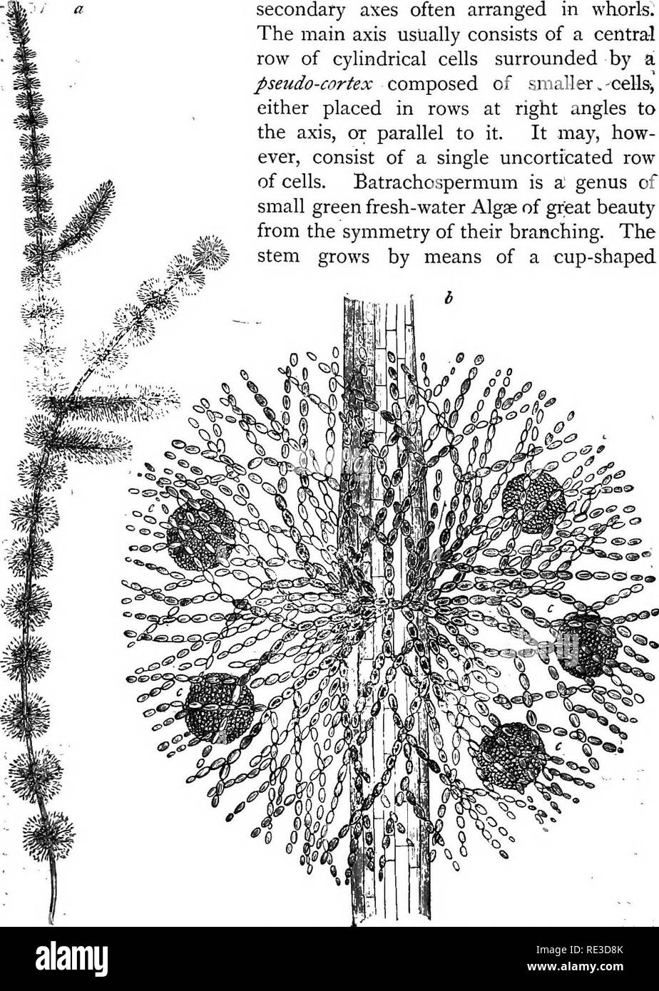 Batrachospermum