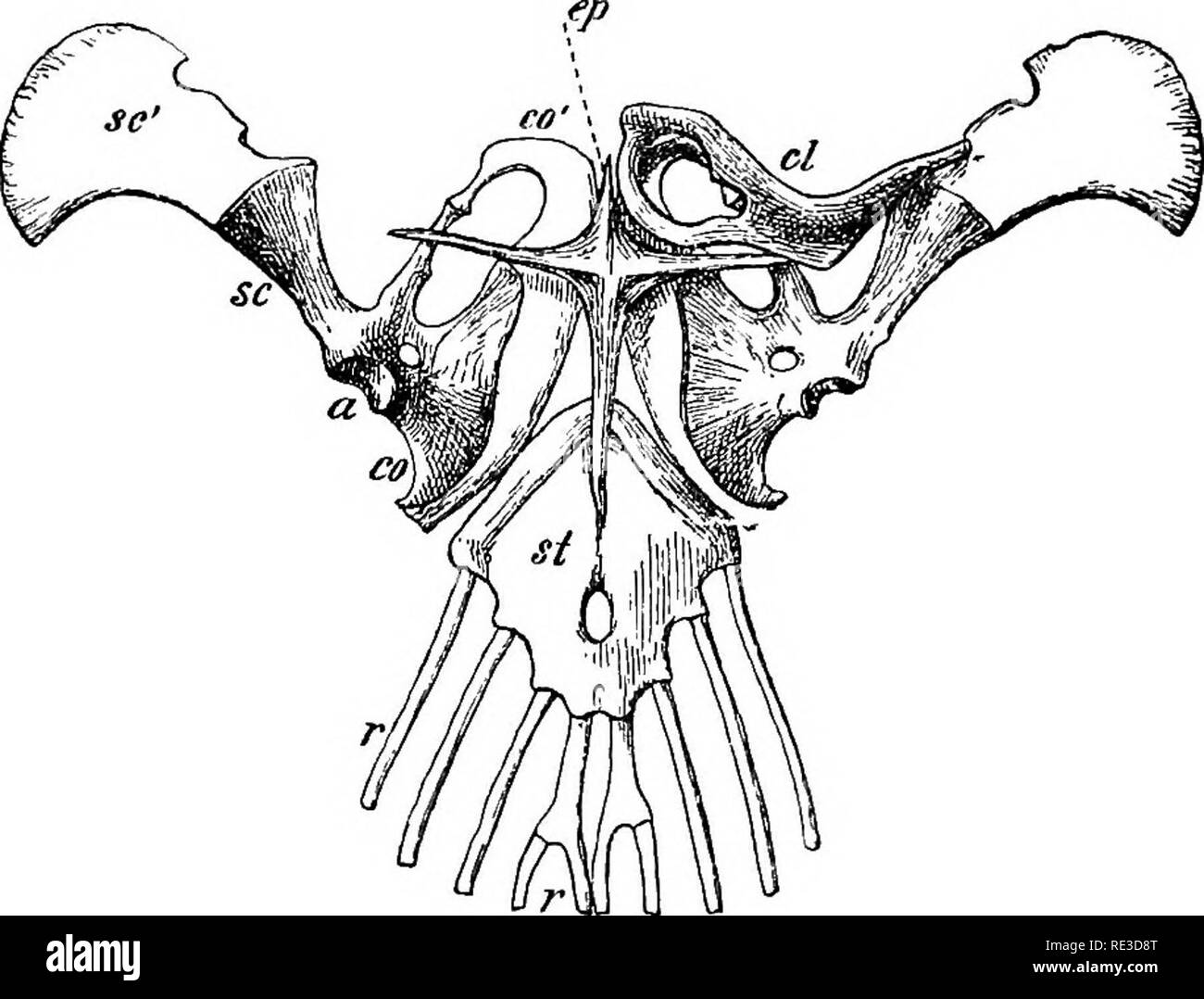 . Text book of zoology. Zoology. Glass 4. Beptilia. 413- represented on ...